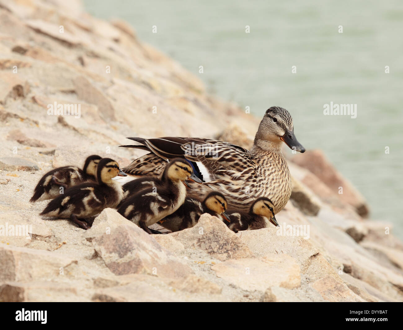 a mother duck and a lot of little ducks Stock Photo - Alamy