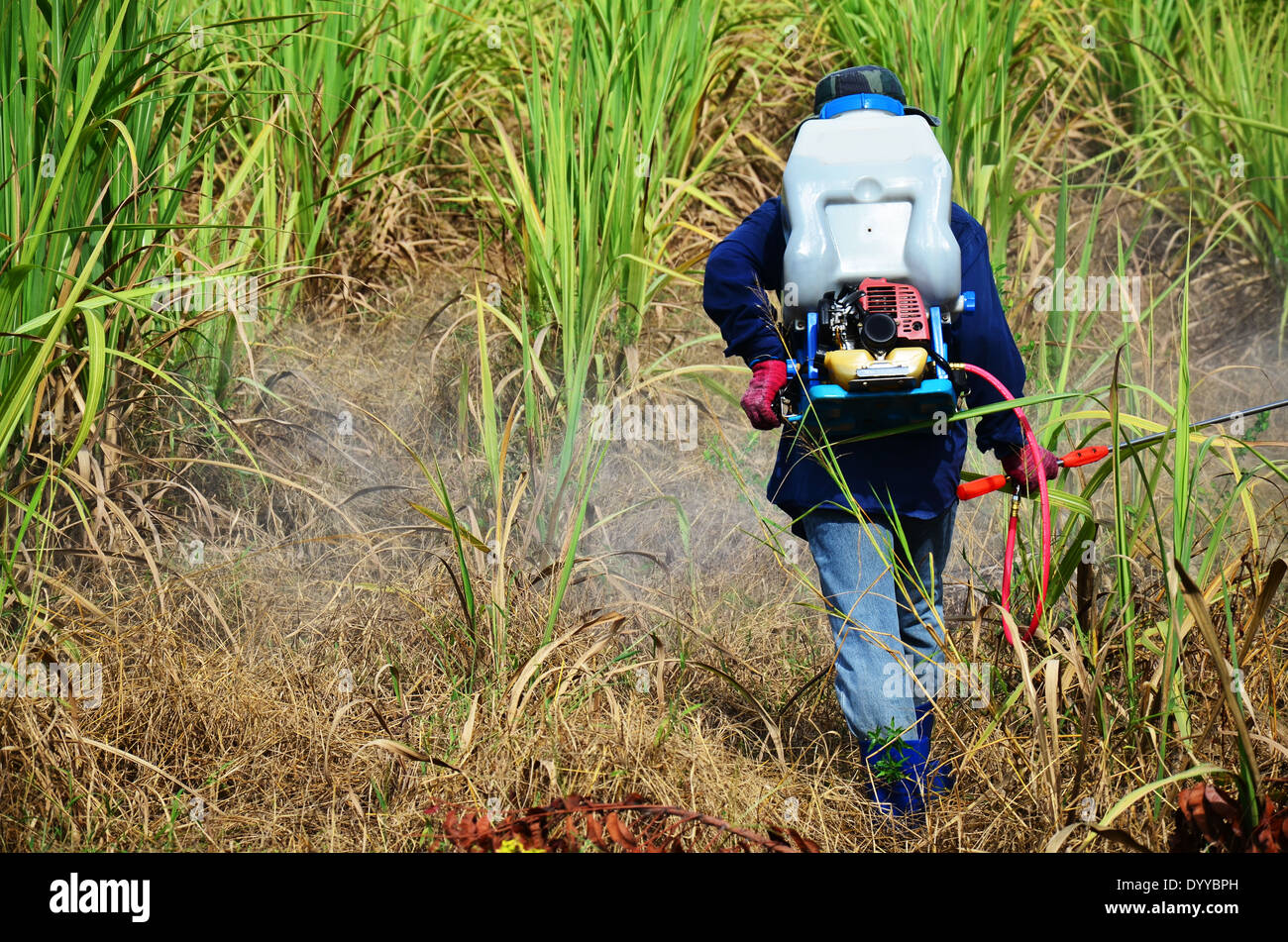 Farmer spraying herbicide on Sugarcane Field Stock Photo - Alamy