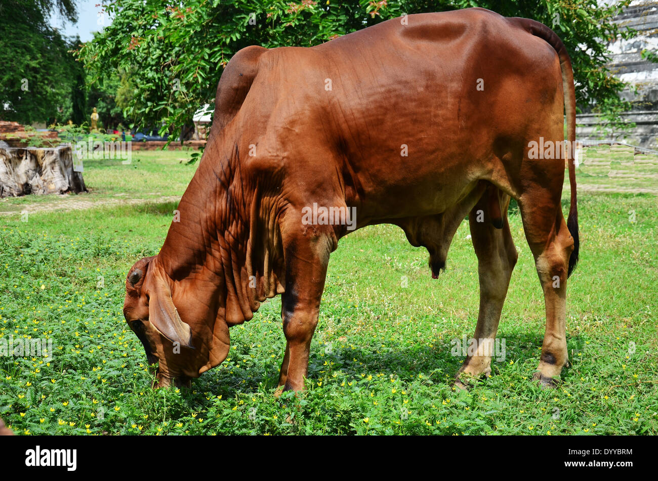 Cows horn plant hi-res stock photography and images - Alamy