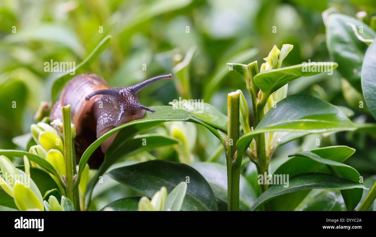 Small garden snail hi-res stock photography and images - Alamy