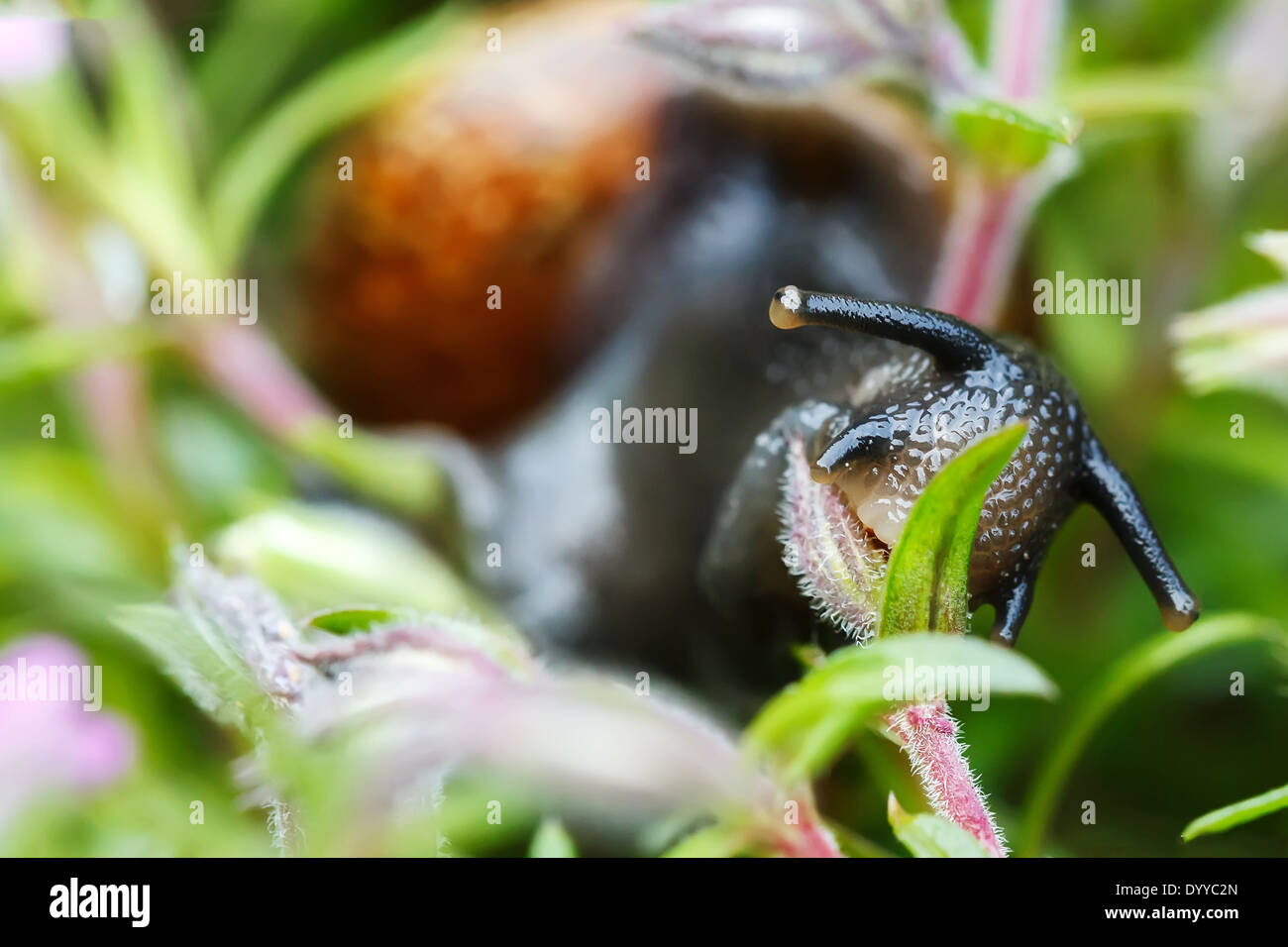 macro of small garden snail eating whole ping flower bud Stock Photo ...