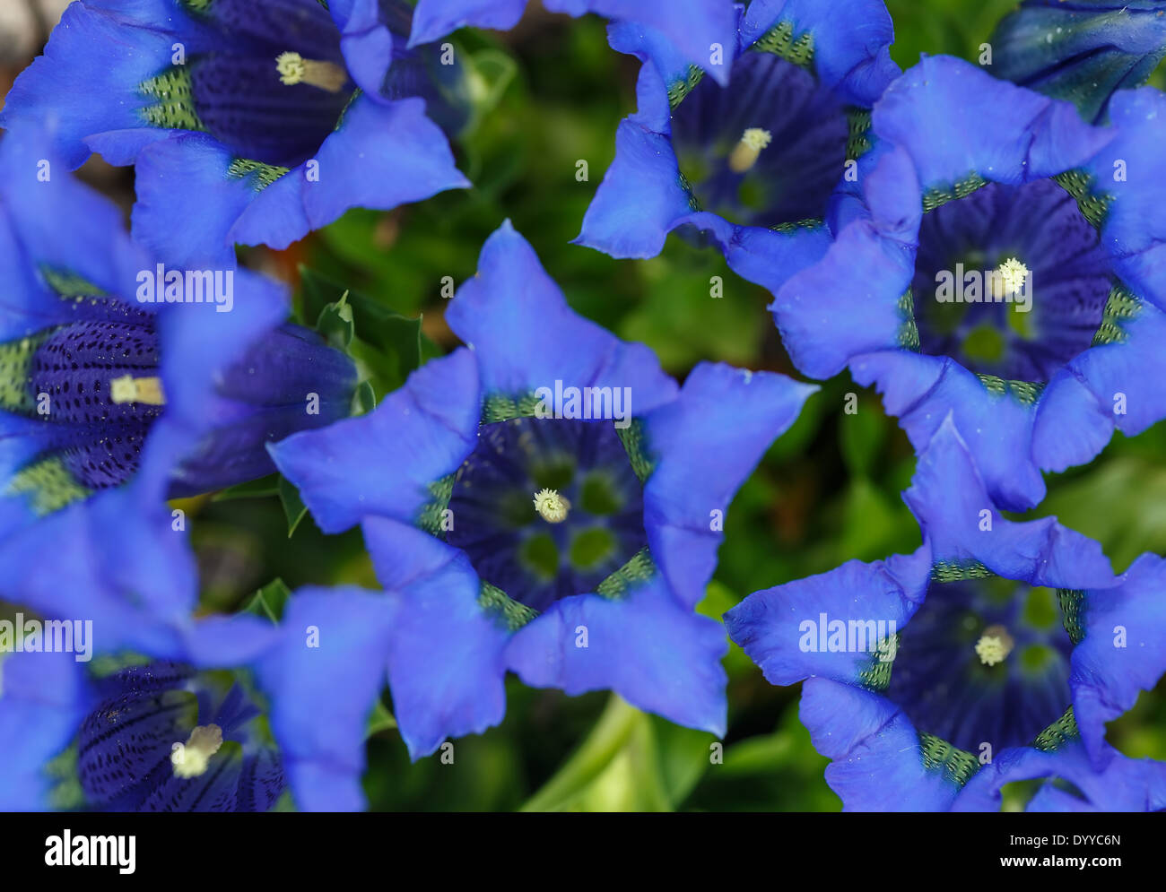 Trumpet gentiana blue spring flower in garden for background Stock ...