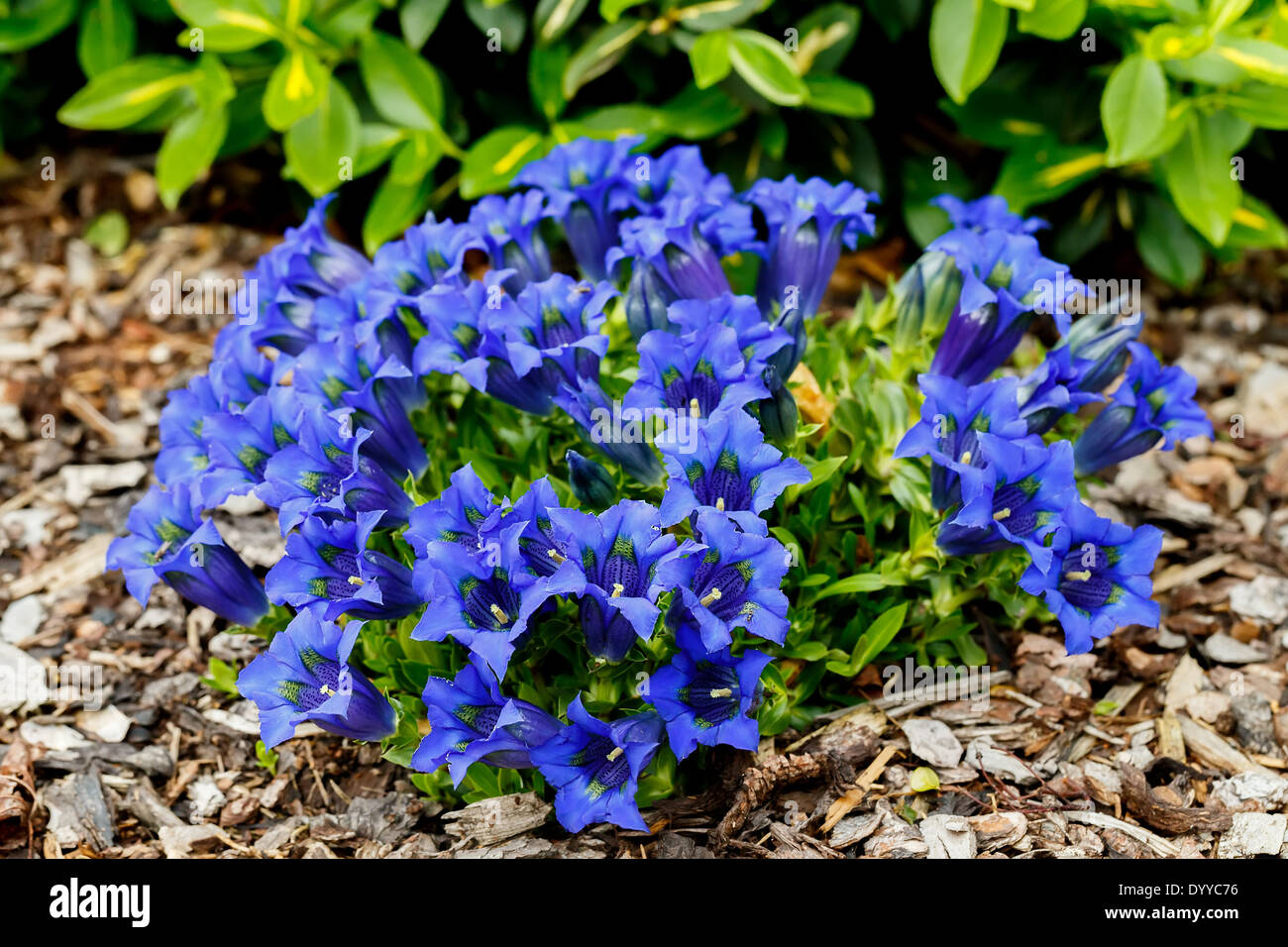 Trumpet gentiana blue spring flower in garden for background Stock ...