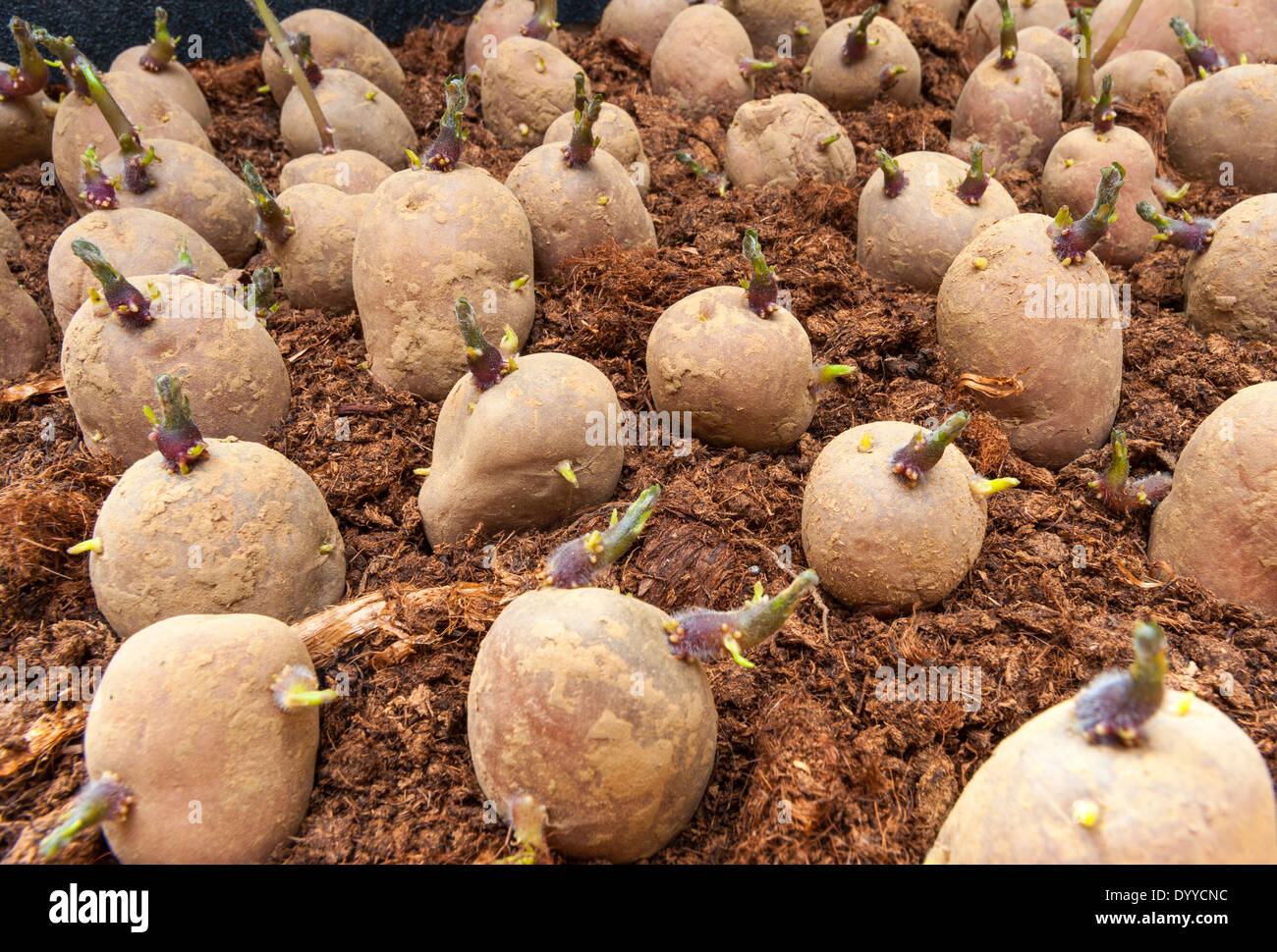 Developing tray hi-res stock photography and images - Alamy