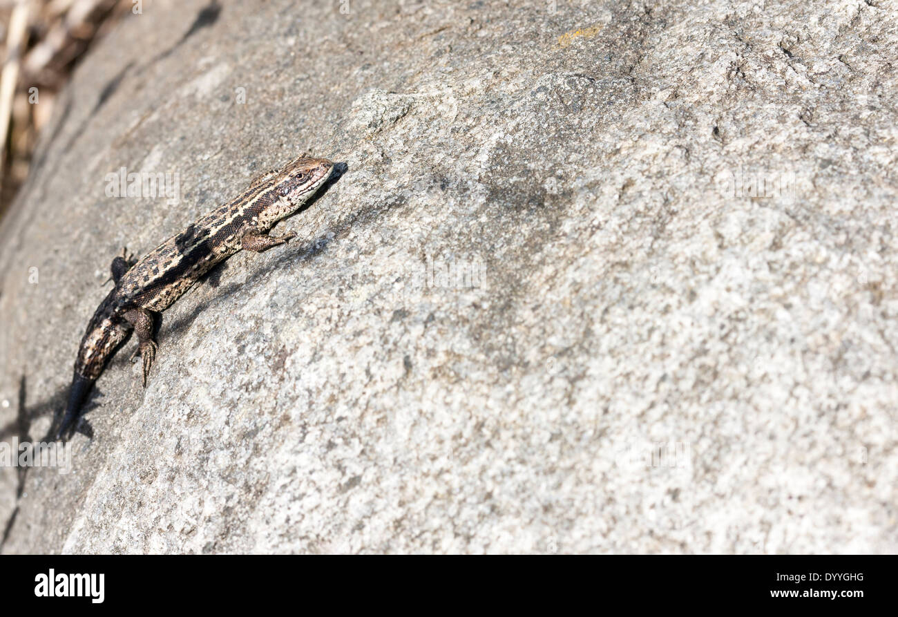 Sand Lizard lying in the sun on gray rock Stock Photo - Alamy