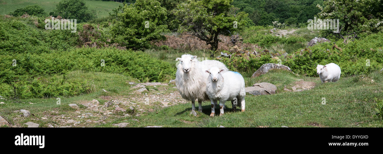 Panorama landscape sheep in countryside Stock Photo - Alamy