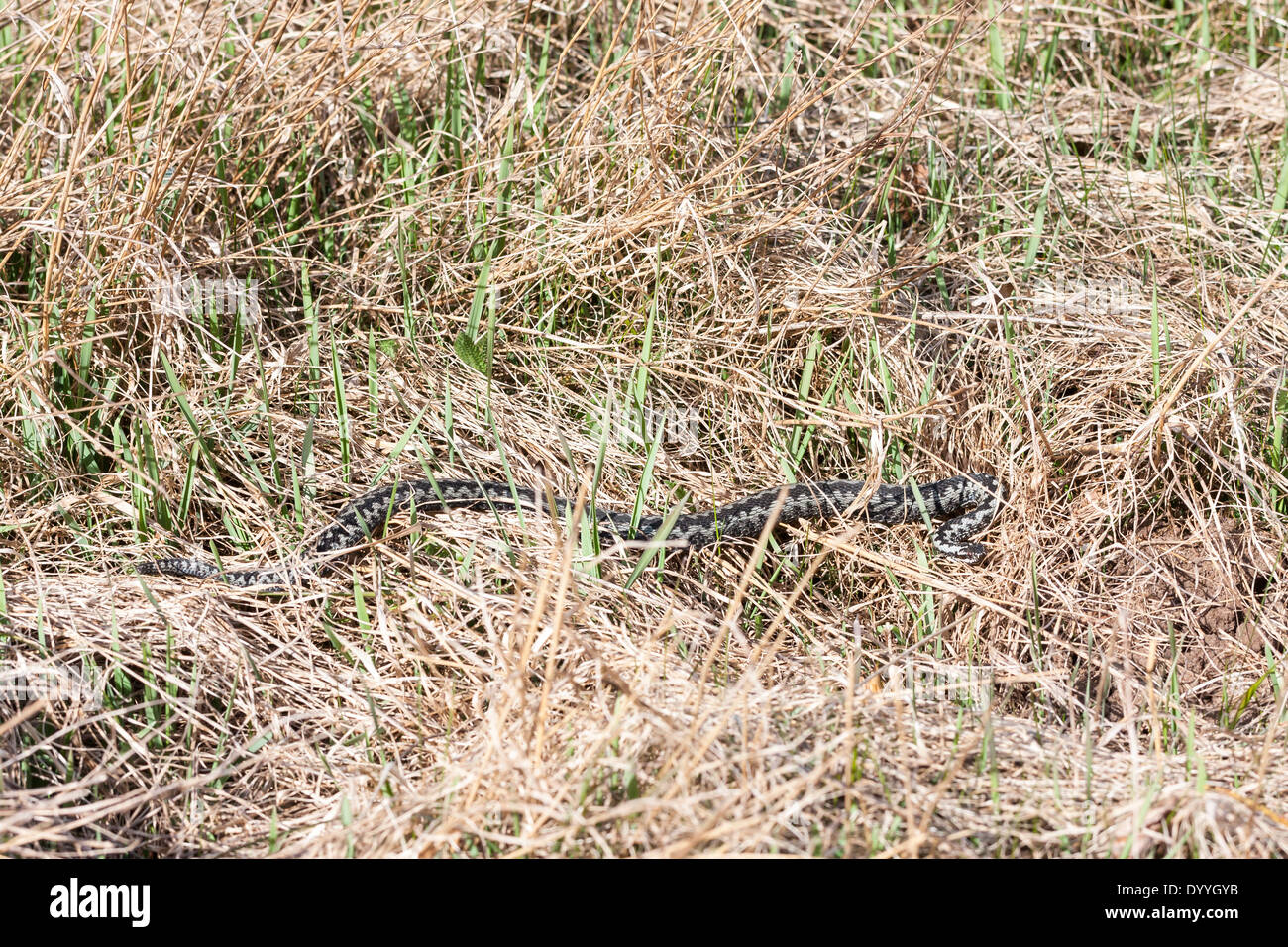 Common adder hi-res stock photography and images - Alamy