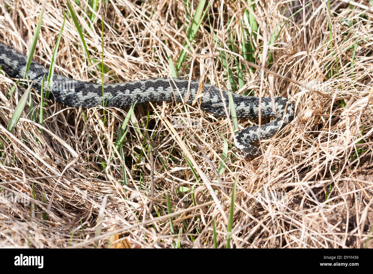 Adder viper snake hi-res stock photography and images - Alamy