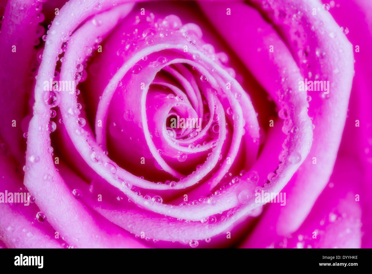 A rose with water droplets Stock Photo - Alamy