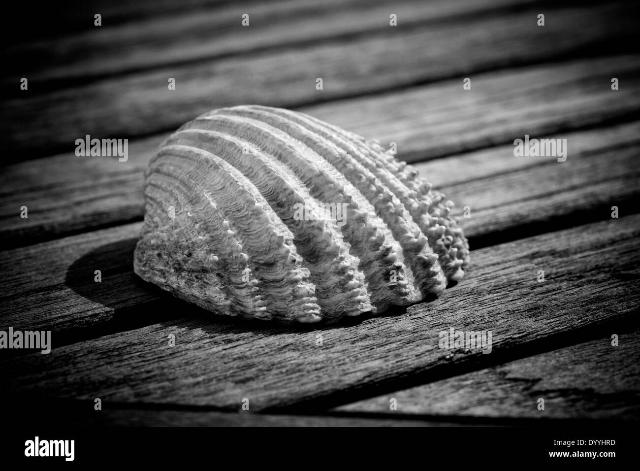Shell black and white hi-res stock photography and images - Alamy