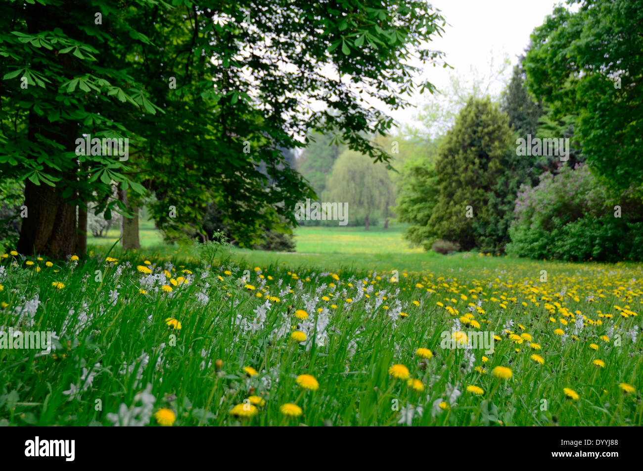 Meadow with wildflowers Stock Photo - Alamy