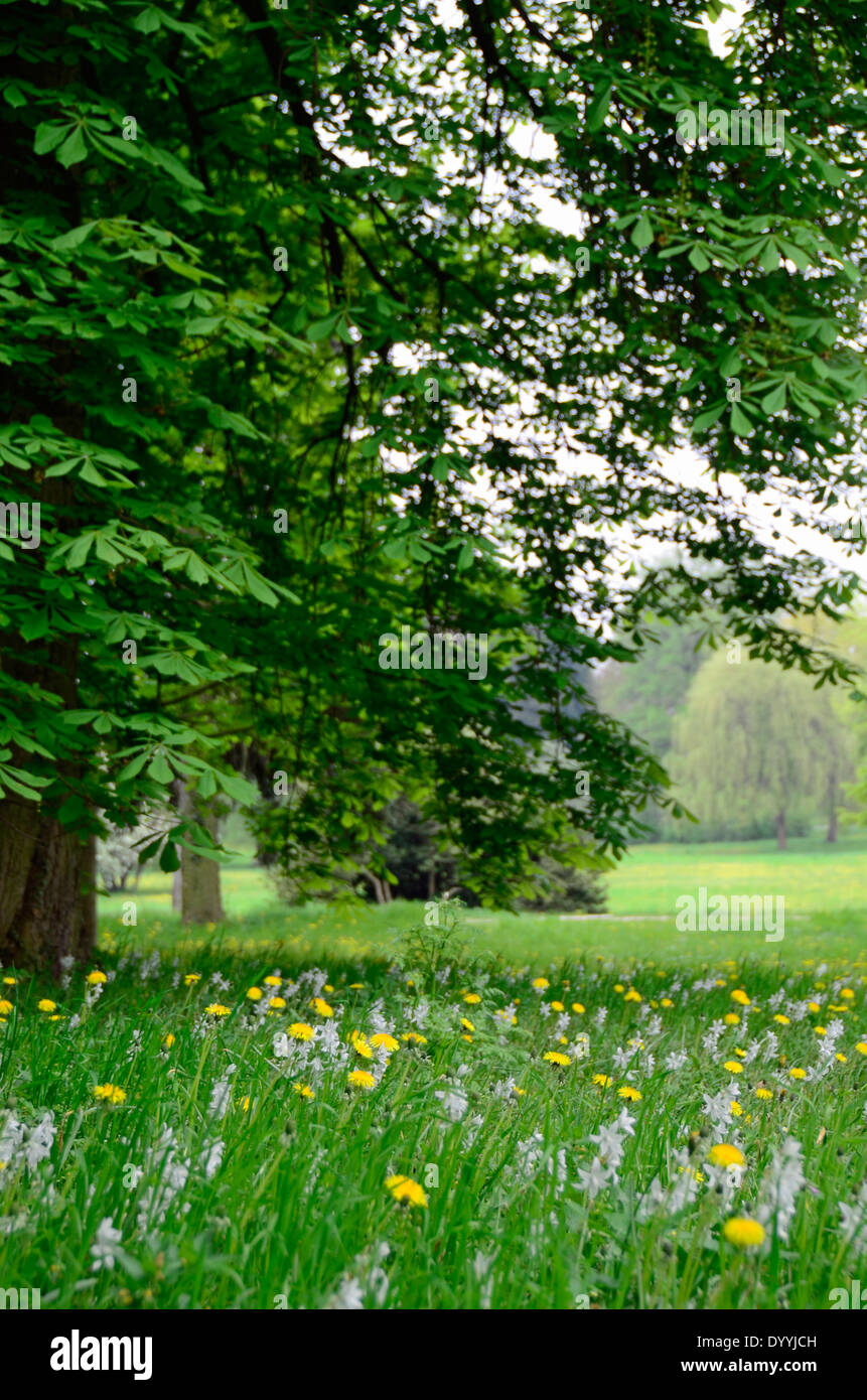 Meadow with wildflowers Stock Photo - Alamy