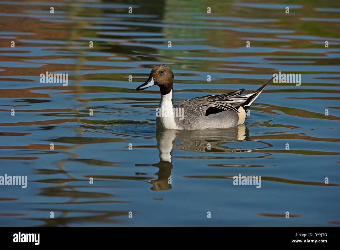 Swimming pintail hi-res stock photography and images - Alamy