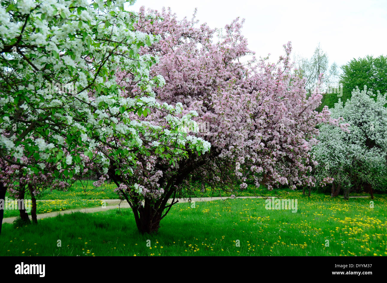 Flowering trees in a Park in Potsdam, Germany Stock Photo - Alamy
