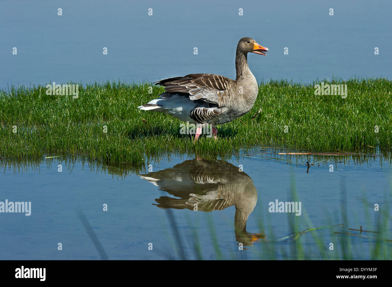 Grey lag goose marsh hi-res stock photography and images - Alamy