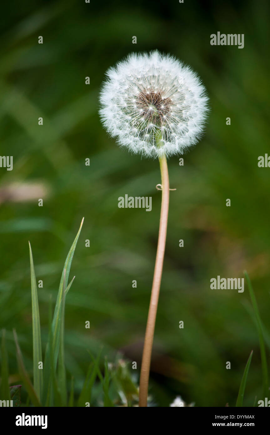 Dandelion clock taraxacum officinale hi-res stock photography and ...