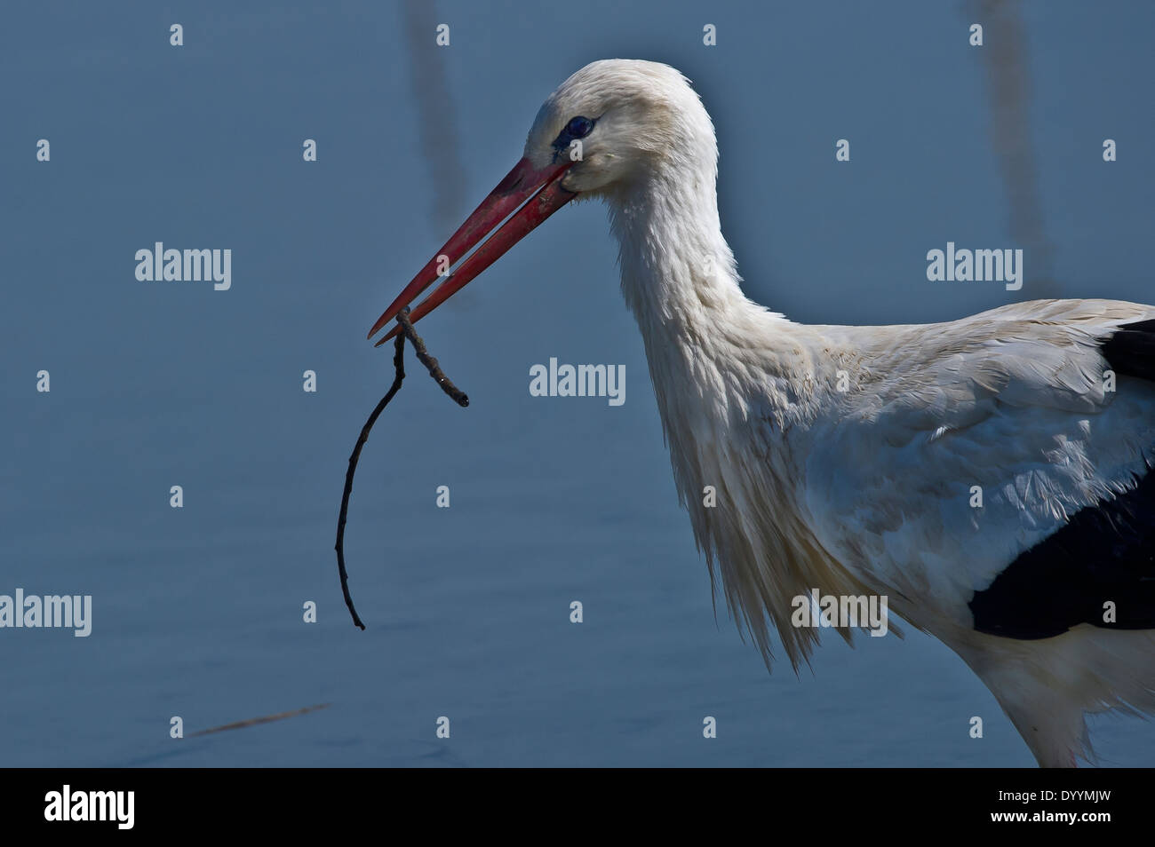 Red billy goat hi-res stock photography and images - Alamy