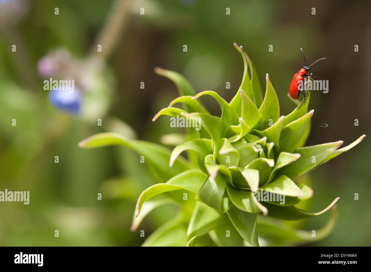 Lily beetle adult larvae hi-res stock photography and images - Alamy