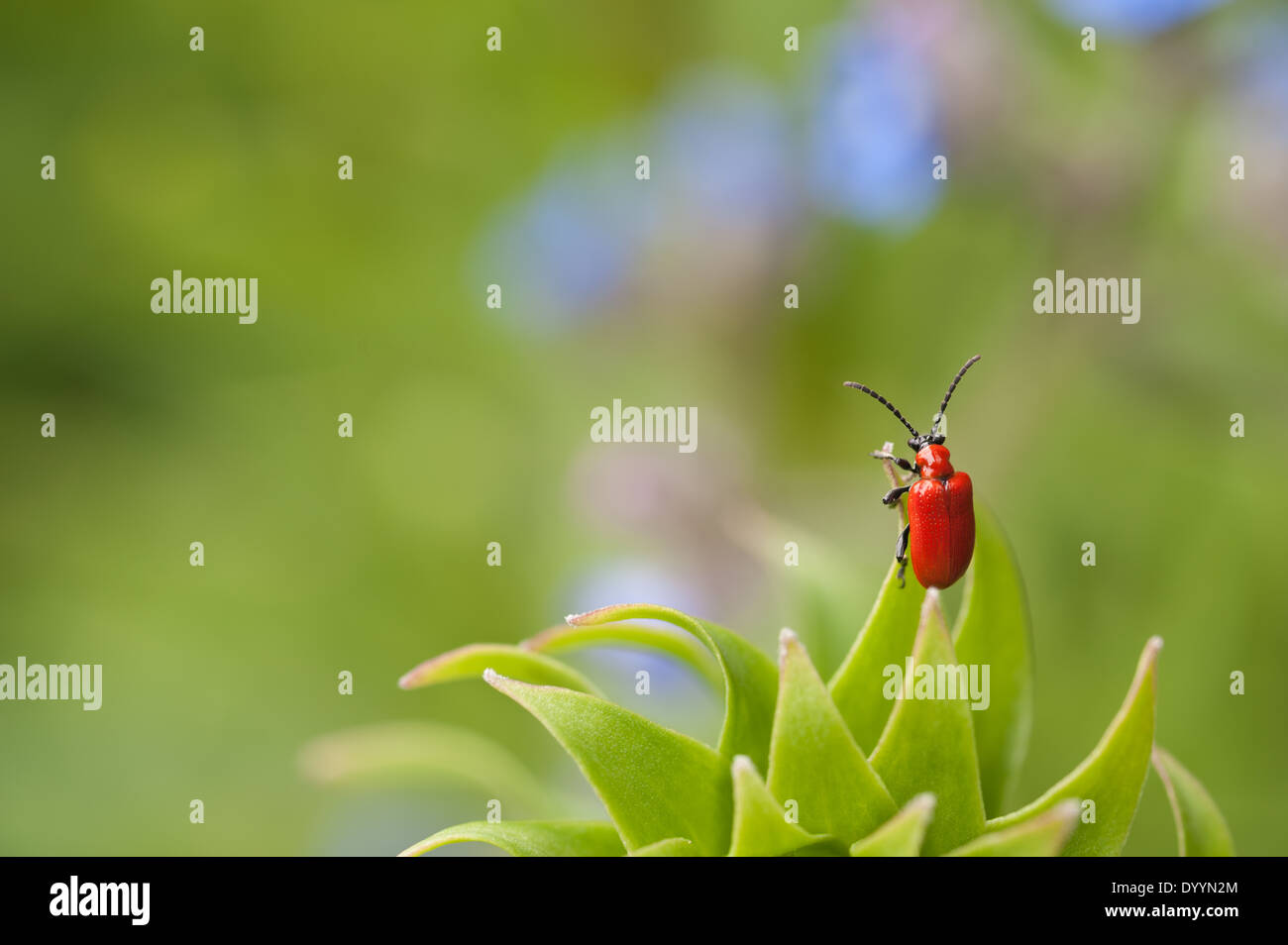 Lily beetle adult larvae hi-res stock photography and images - Alamy