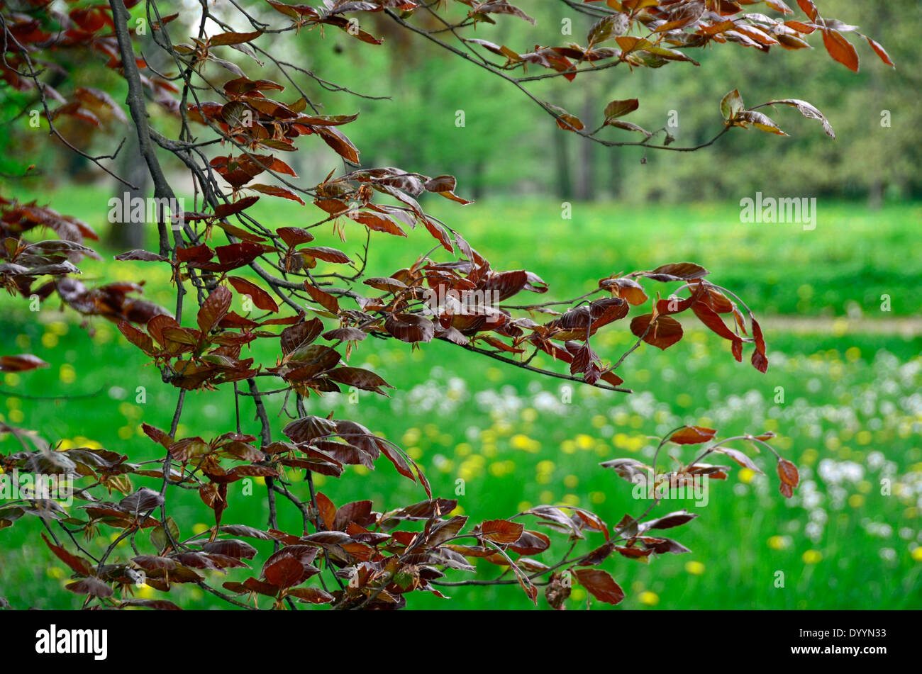 Springtime in the park hi-res stock photography and images - Alamy
