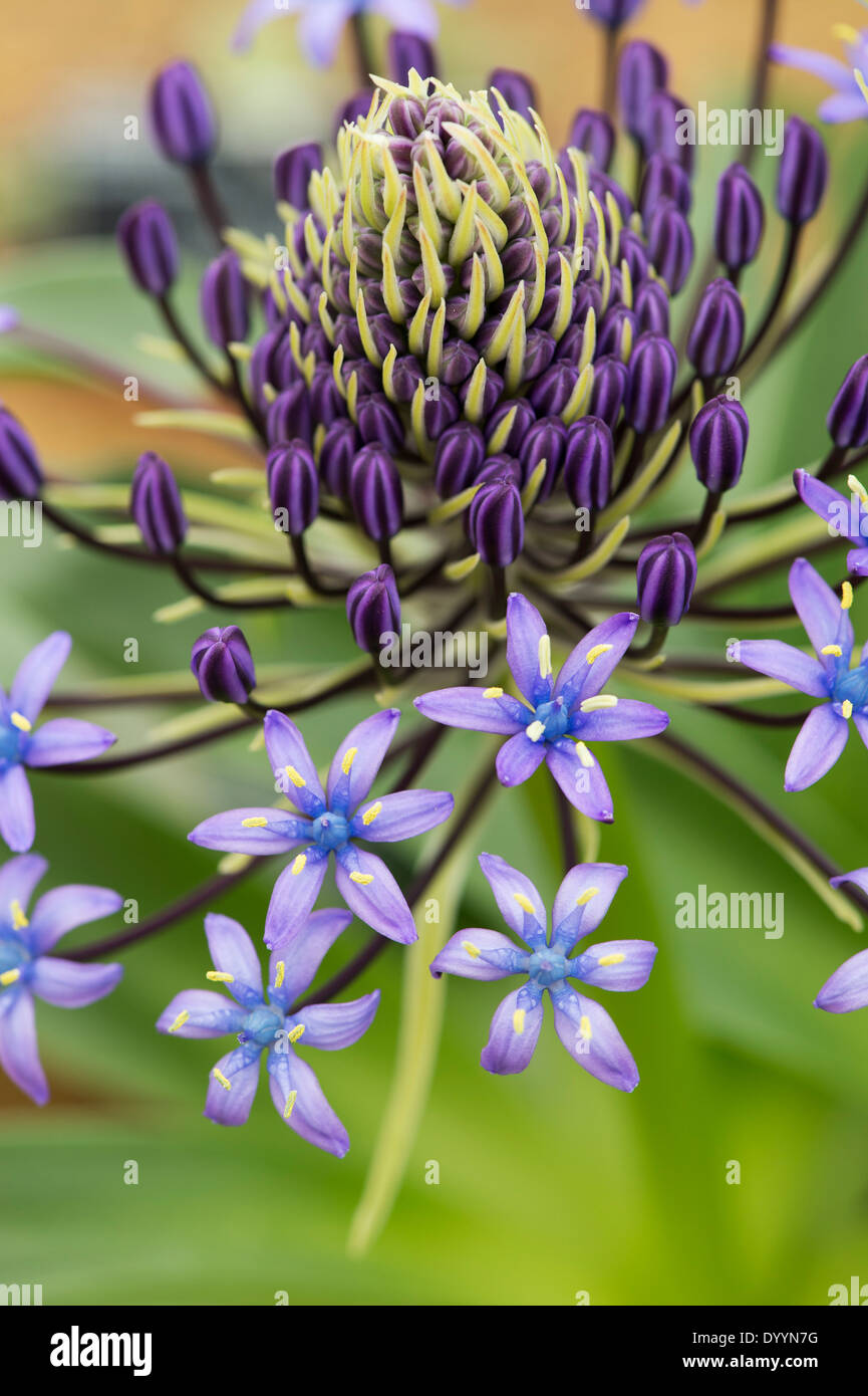 Bud shaped flowers hi-res stock photography and images - Alamy