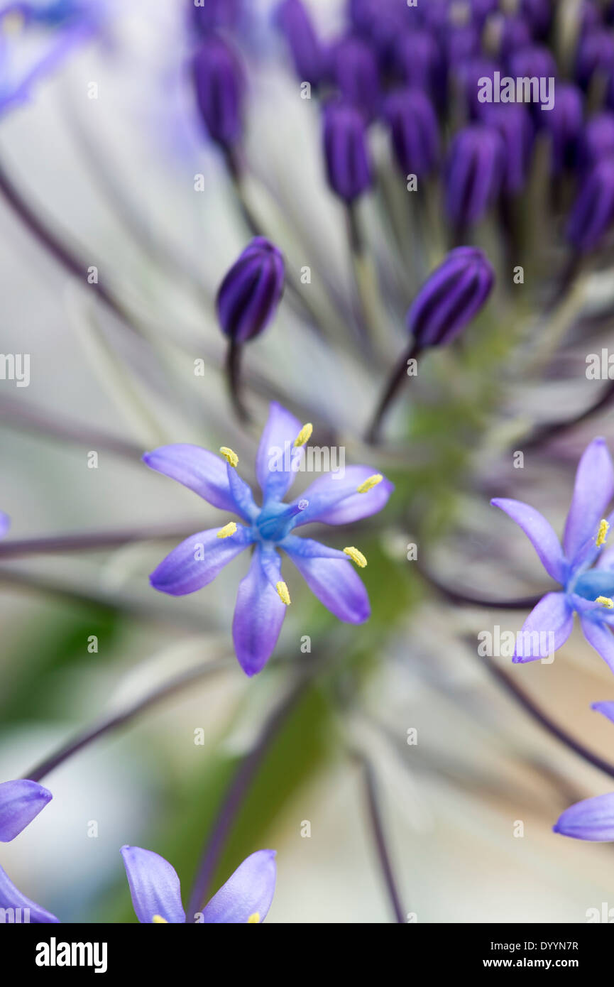 Bud shaped flowers hi-res stock photography and images - Alamy
