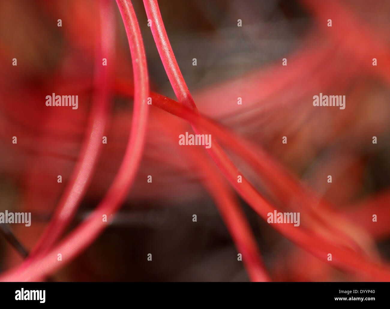 Monofilament hi-res stock photography and images - Alamy