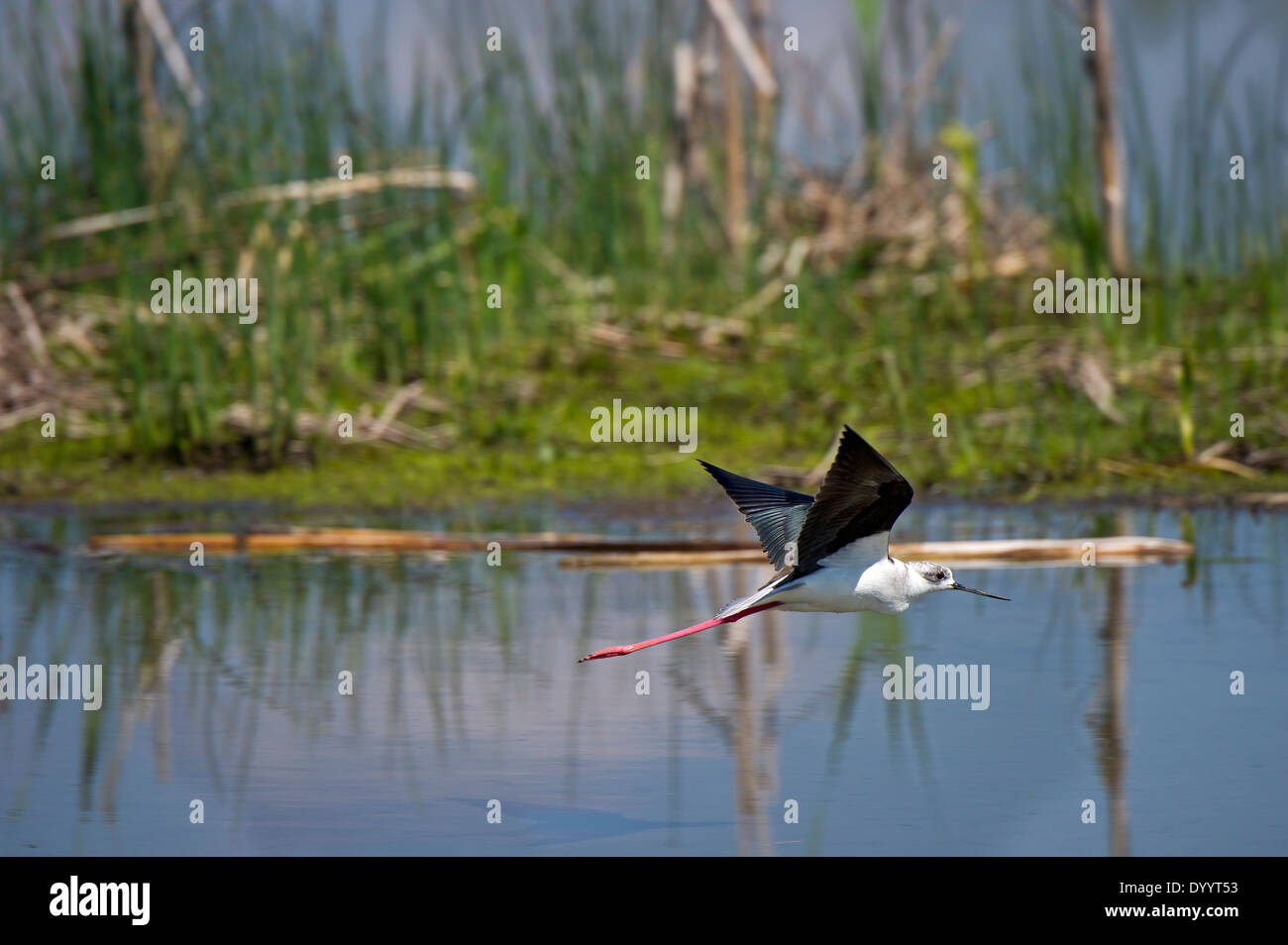 a flying Black-winged Stilt Stock Photo - Alamy