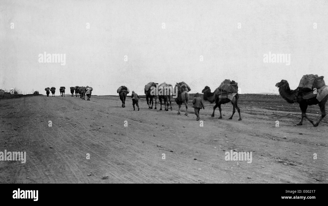 War camels hi-res stock photography and images - Alamy