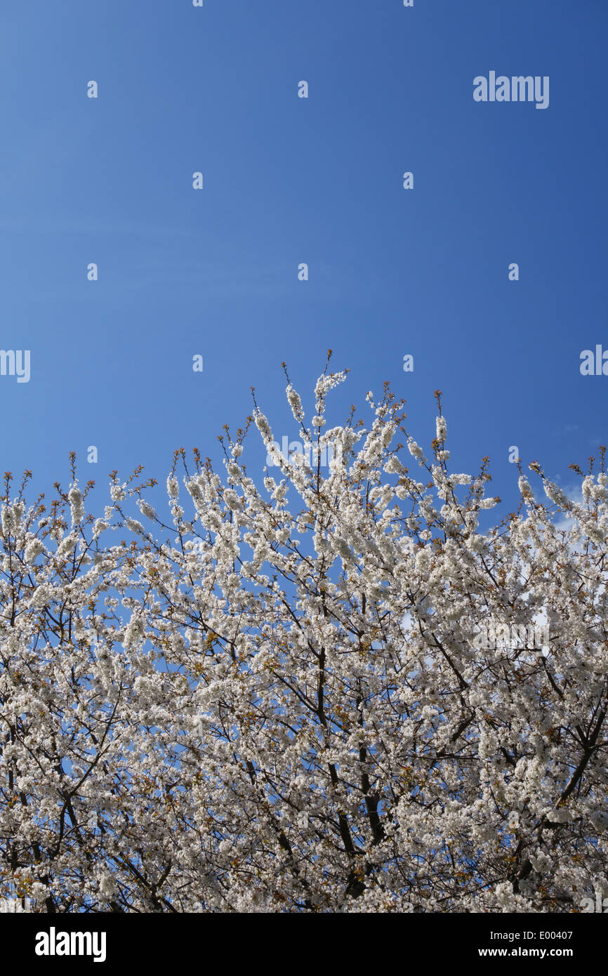 A cherry tree in full bloom in spring. This is prunus avium, also ...