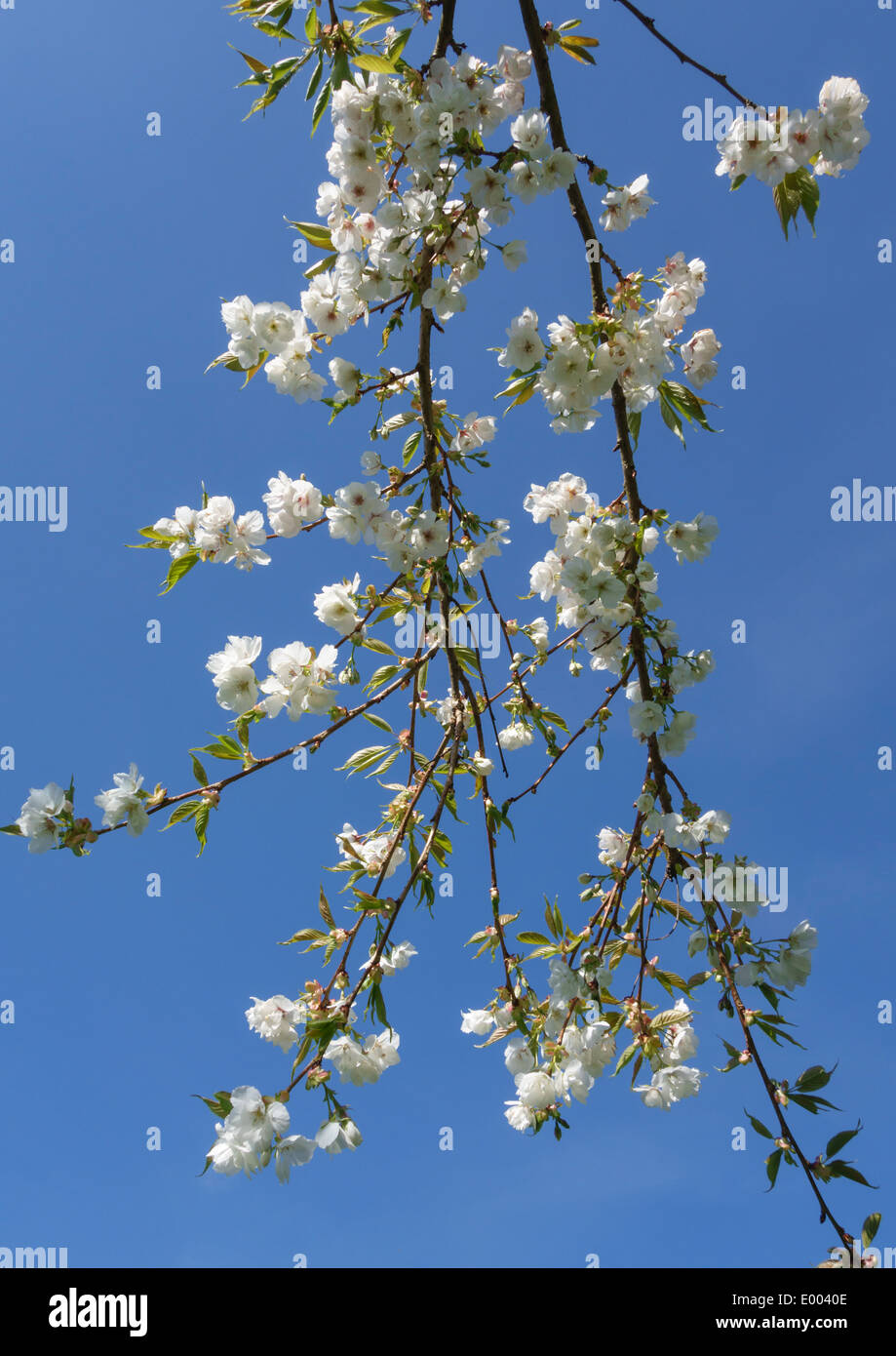 Prunus taihaku flowers hi-res stock photography and images - Alamy