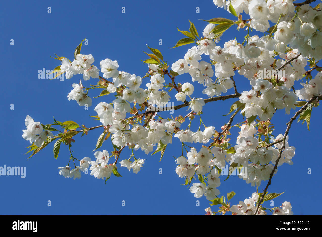 Prunus taihaku flowers hi-res stock photography and images - Alamy