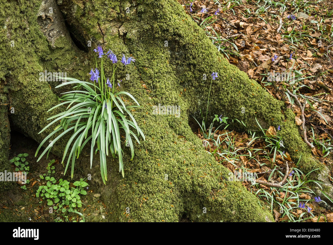Common Bluebell plant growing in base of tree Stock Photo - Alamy
