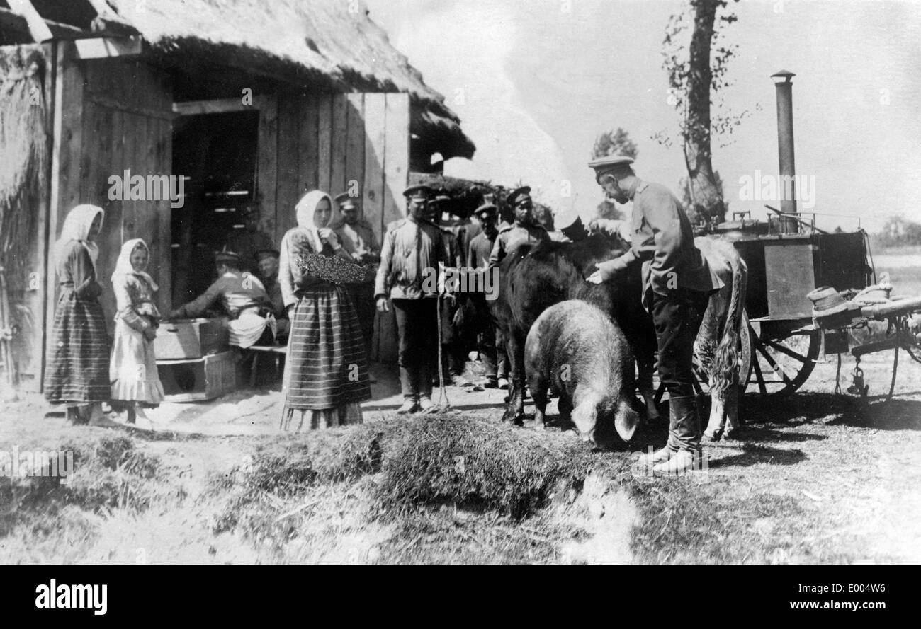 Russian soldiers requisition livestock, 1915 Stock Photo - Alamy