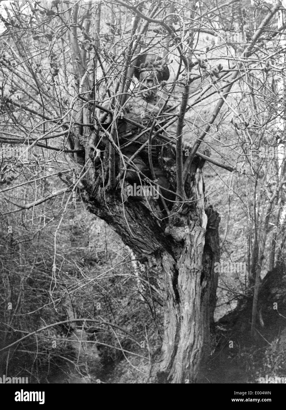 World war tree observation hi-res stock photography and images - Alamy