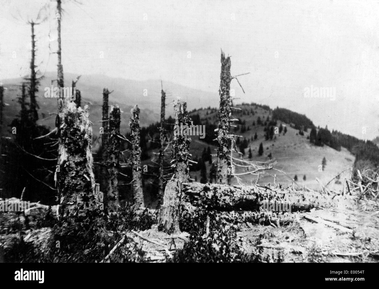 World war in forest Black and White Stock Photos & Images - Alamy