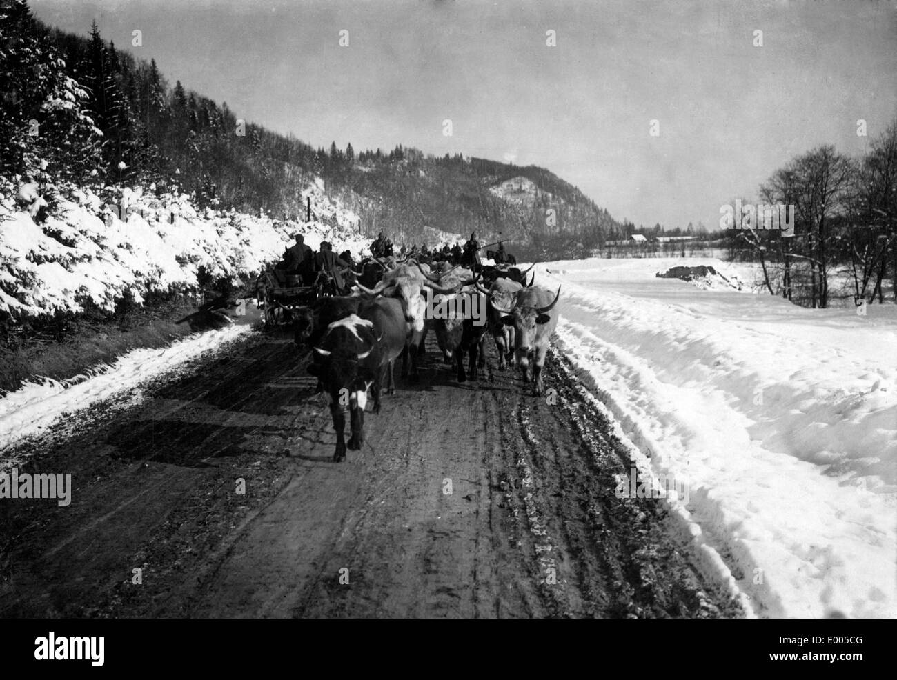 Slaughter hi-res stock photography and images - Alamy