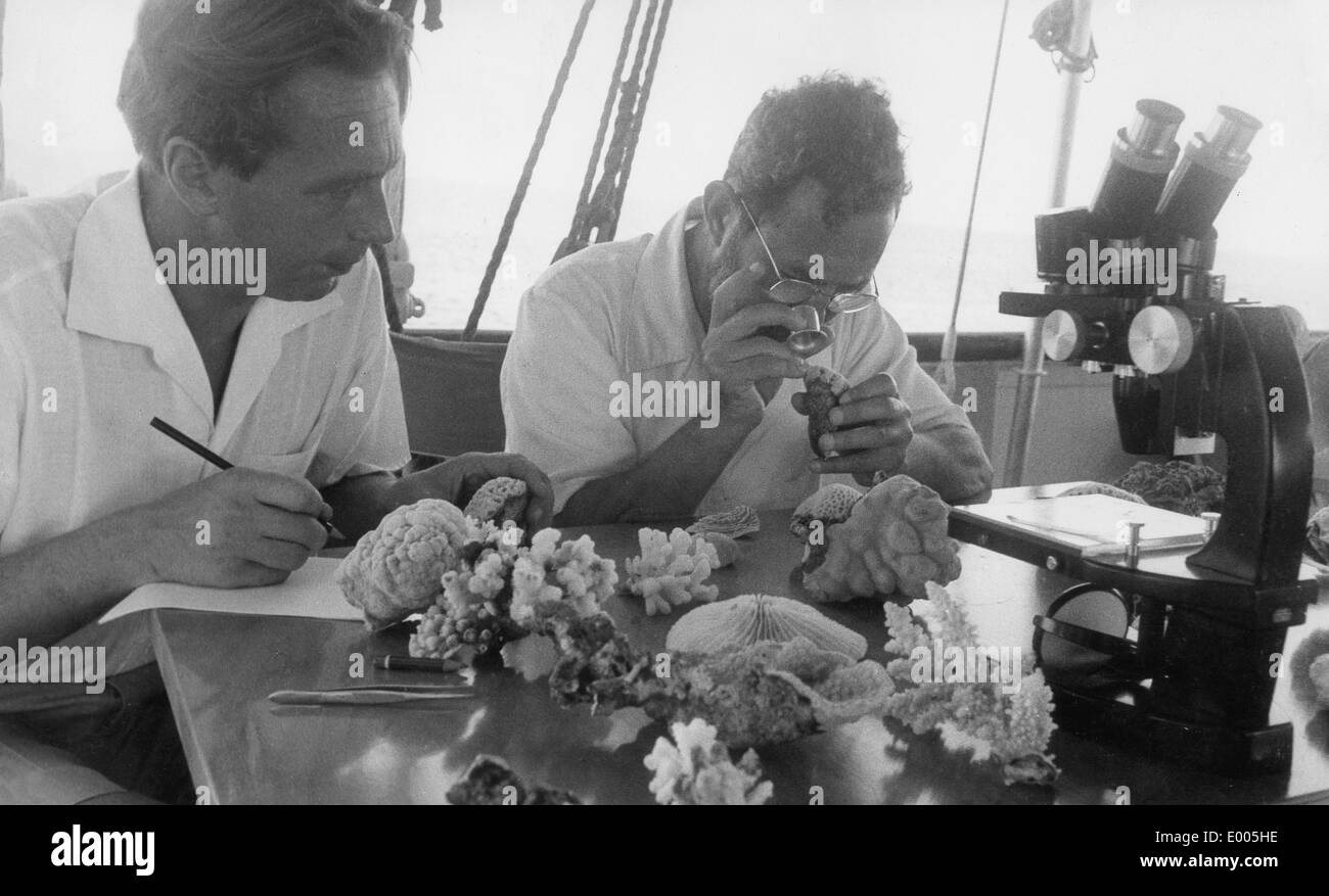 Hass hi-res stock photography and images - Alamy