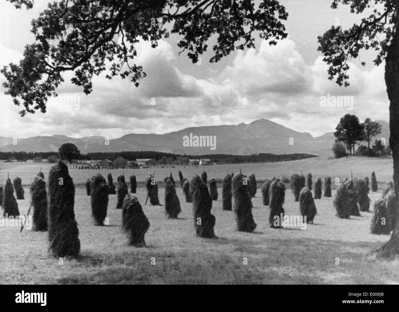 Hay drying poles hi-res stock photography and images - Alamy