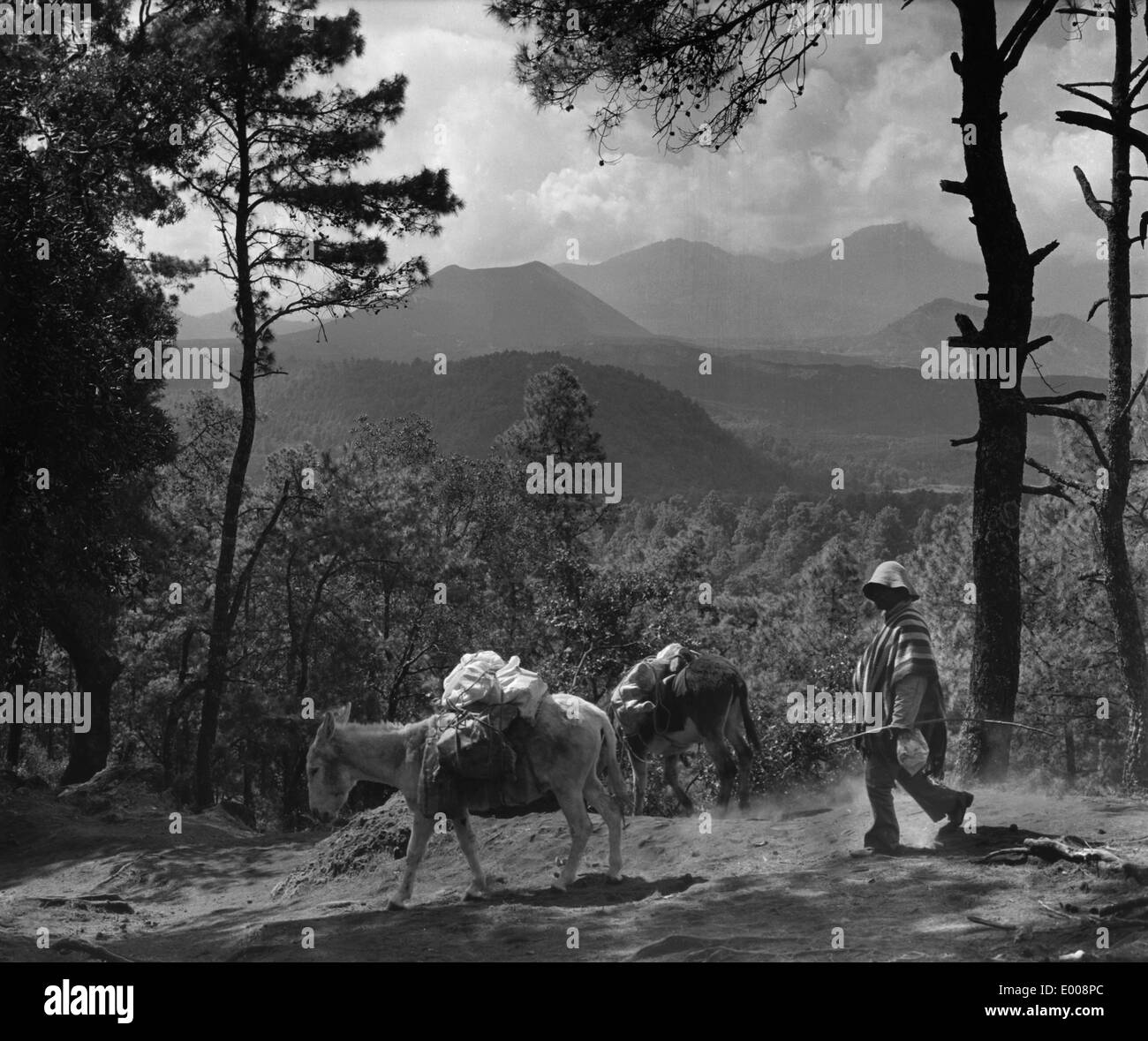 Mexico donkey Black and White Stock Photos & Images - Alamy