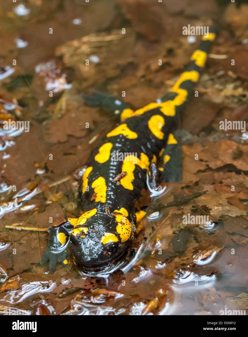 Geraberg, Germany. 28th Apr, 2014. A fire salamander (Salamandra ...