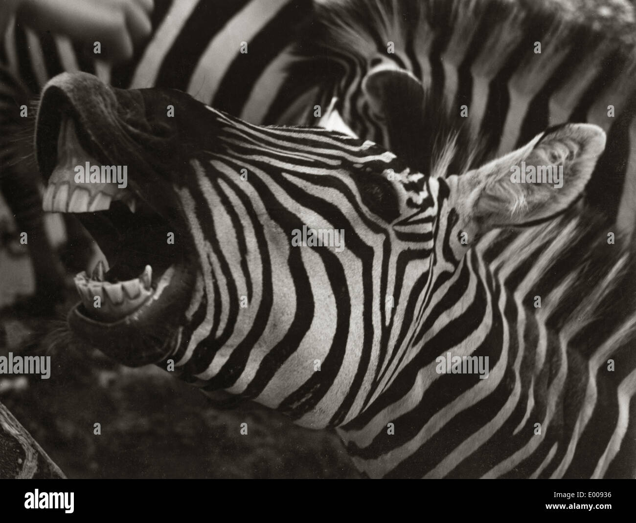 Zebra neighing hi-res stock photography and images - Alamy