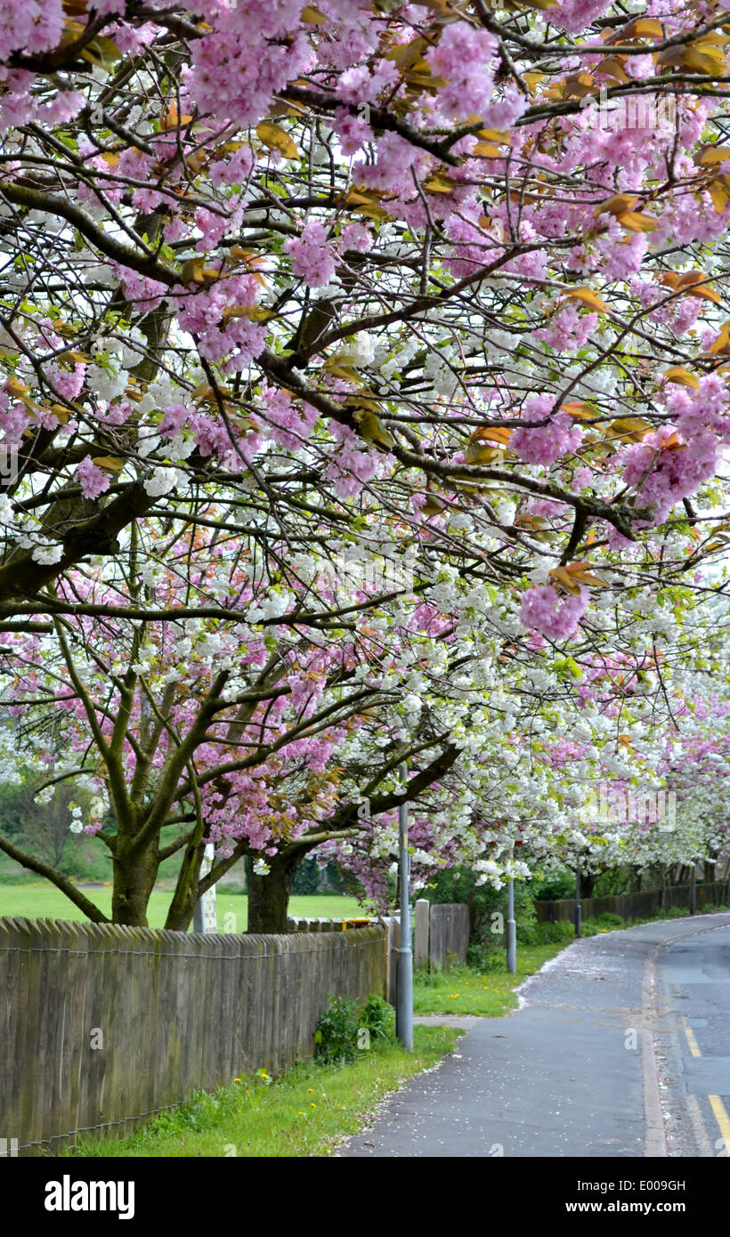 Nature verge spring flowers hi-res stock photography and images - Alamy