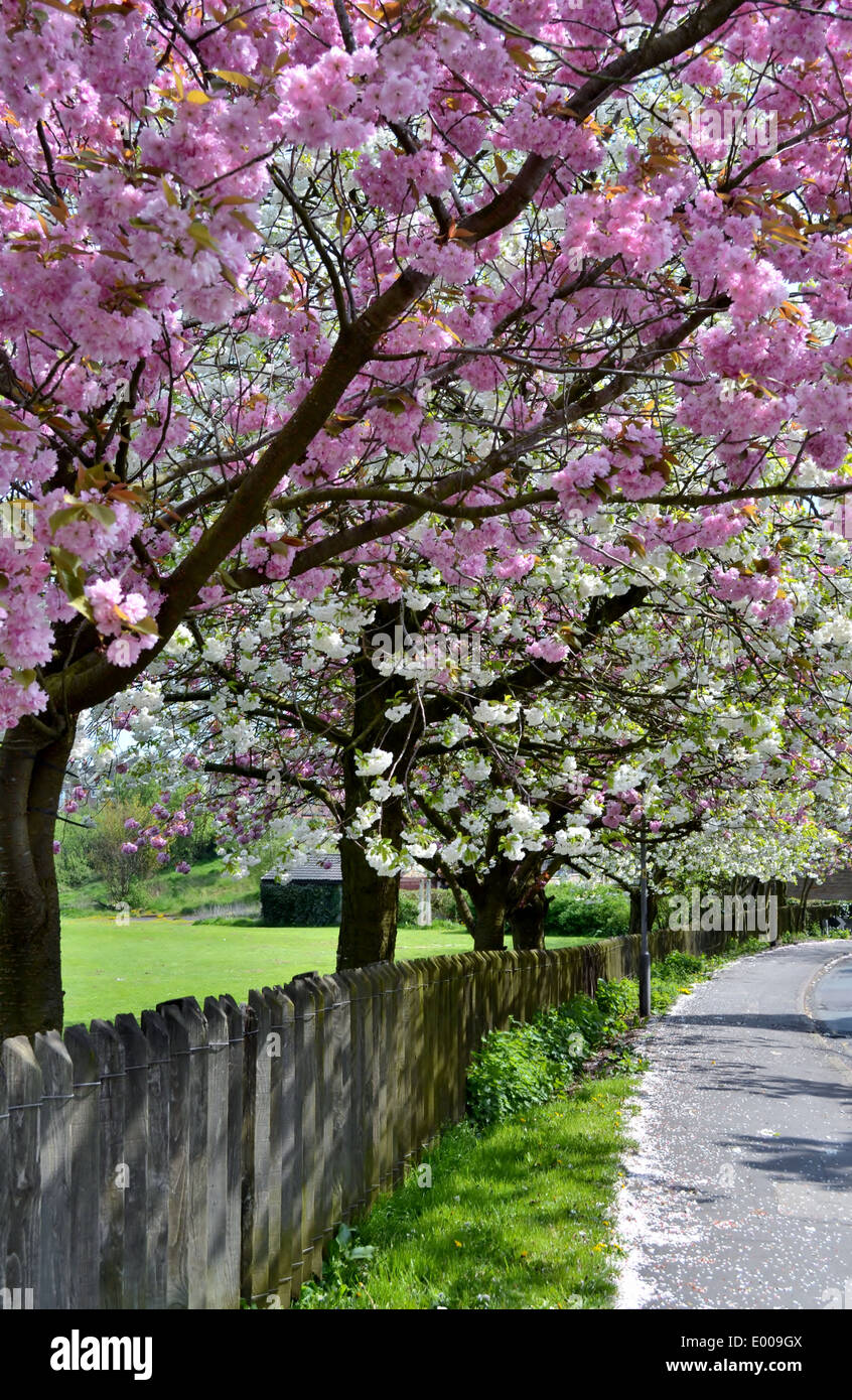 Nature verge spring flowers hi-res stock photography and images - Alamy
