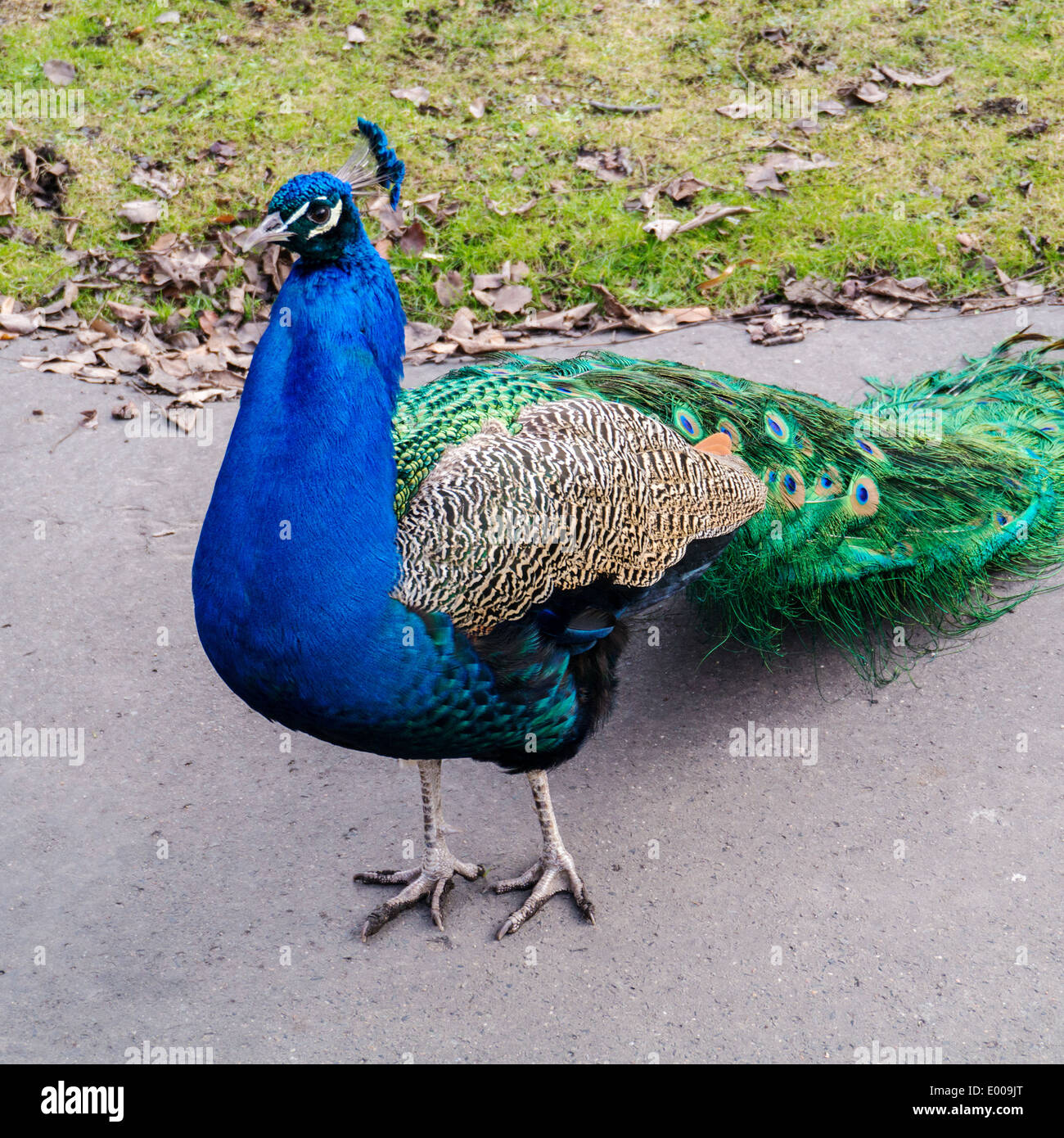Peacock walk on footpath in the gardens of Chateau Blatna, Czech ...