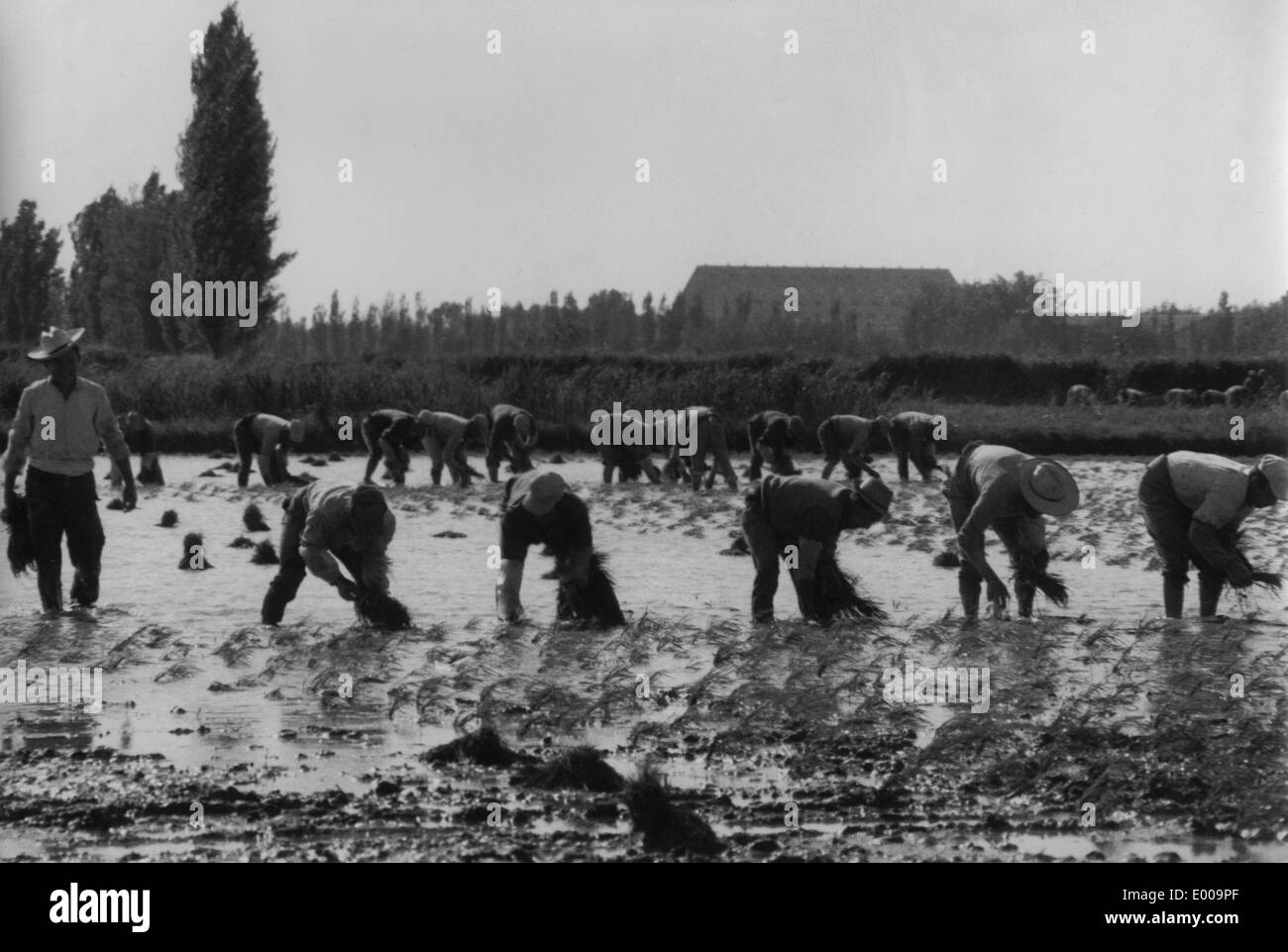 Farmer planting rice Black and White Stock Photos & Images - Alamy