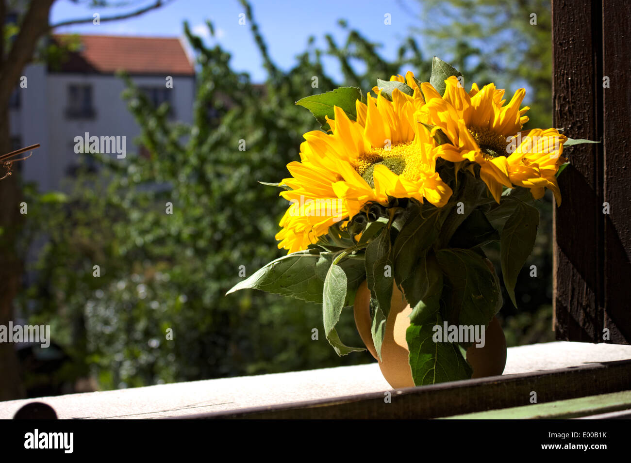 Sunflower in a flowerpot at the window Stock Photo - Alamy