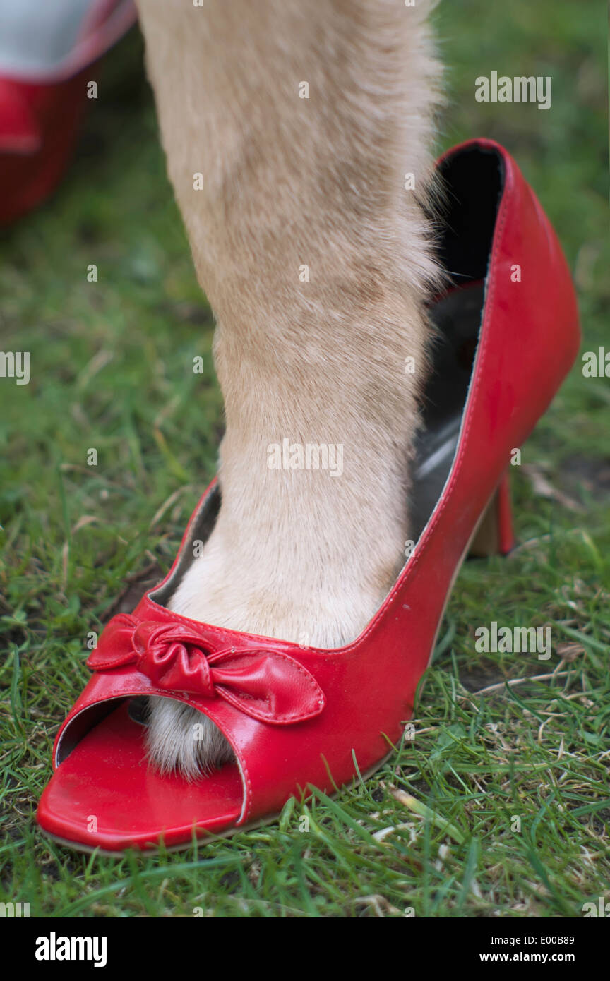 red shoe on a dog`s paw Stock Photo - Alamy