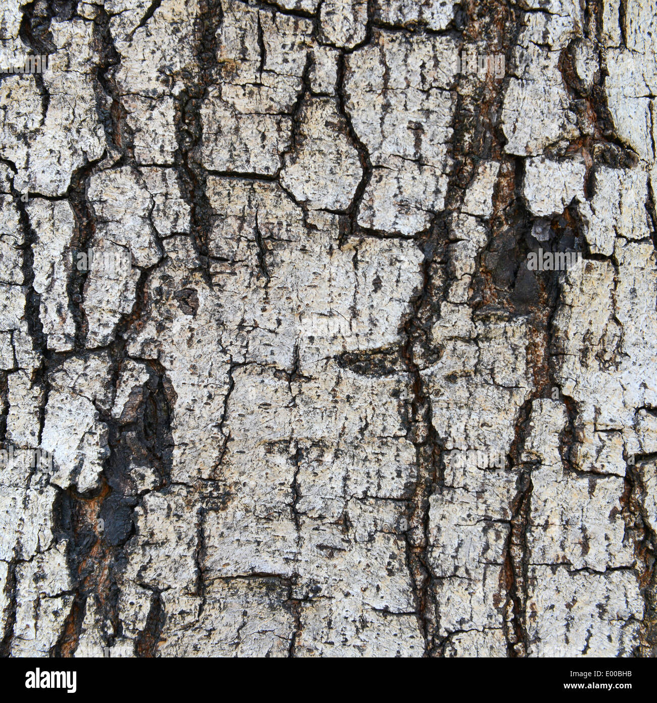 Close up texture of fracture on the tree bark Stock Photo - Alamy