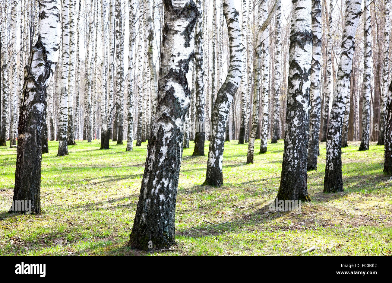 Russian birches hi-res stock photography and images - Alamy